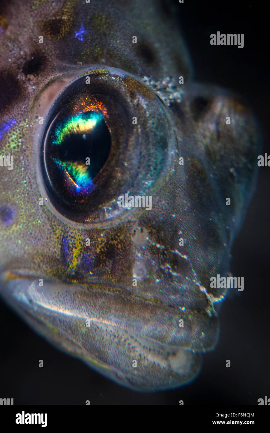 Largest on the goby family hi-res stock photography and images - Alamy