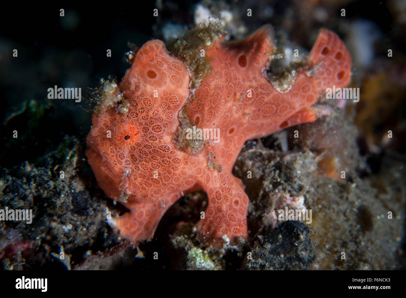 Antennarius sp hi-res stock photography and images - Alamy