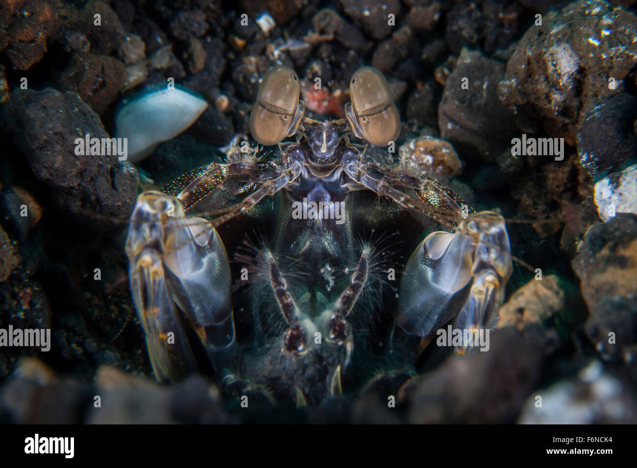 A large mantis shrimp waits to ambush prey on a reef in Lembeh Strait ...