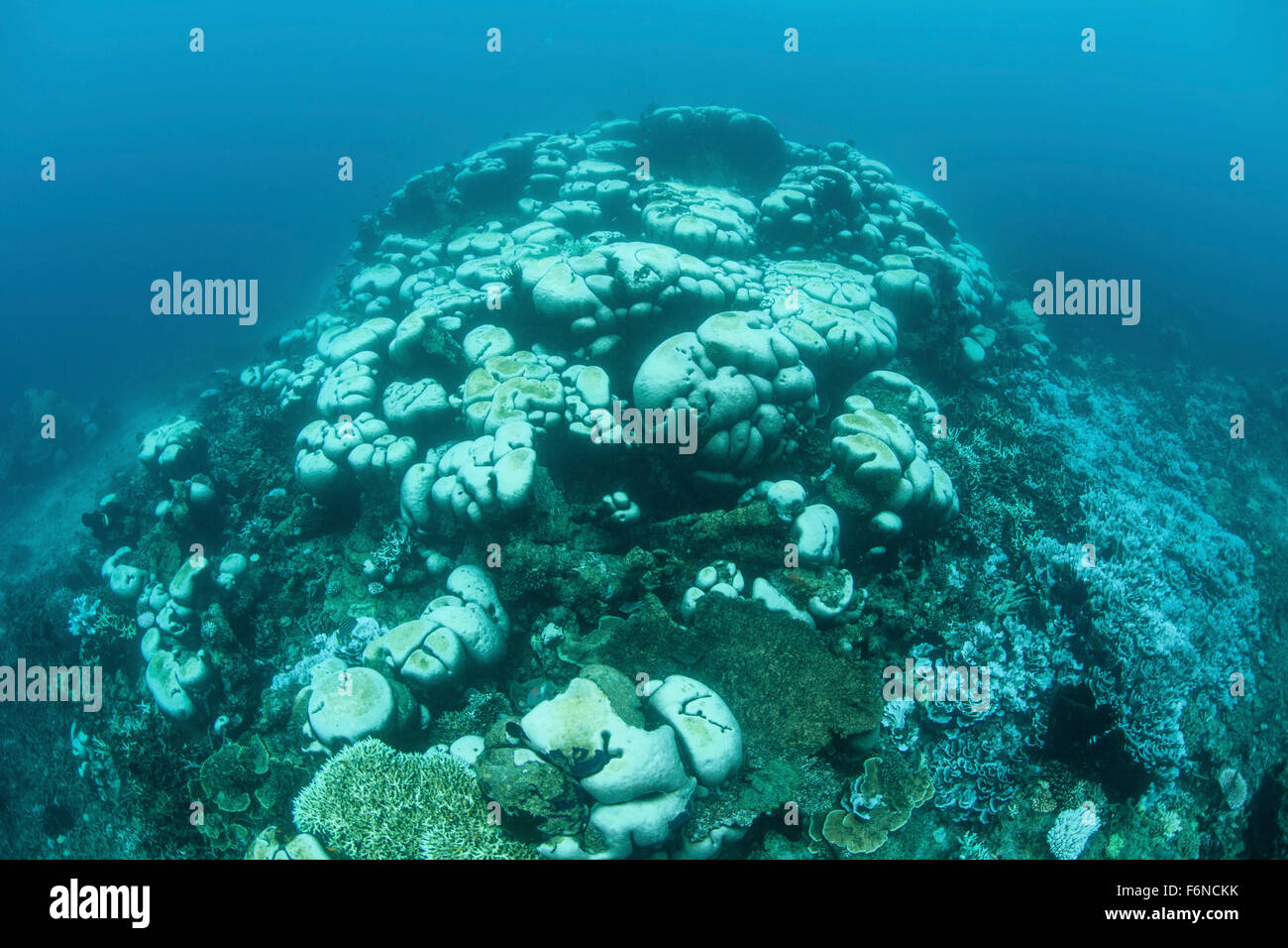 Coral bleach coral triangle hi-res stock photography and images - Alamy
