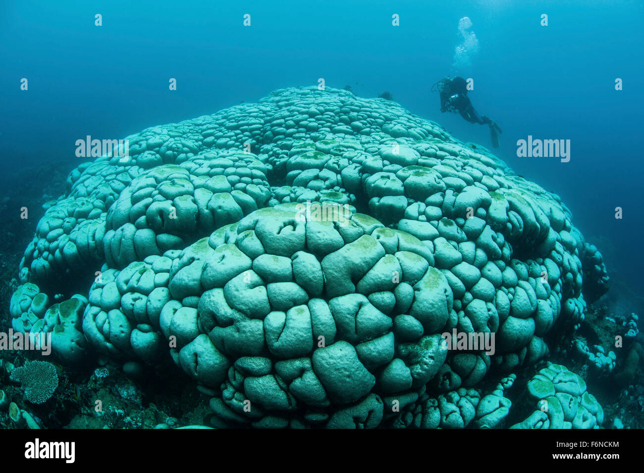 Coral bleach coral triangle hi-res stock photography and images - Alamy