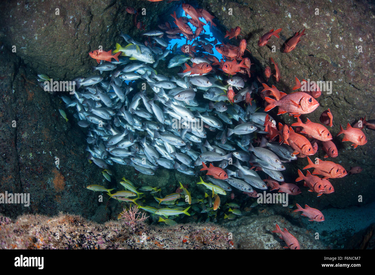 Schooling fish swim in a cavern near Cocos Island, Costa Rica. This ...