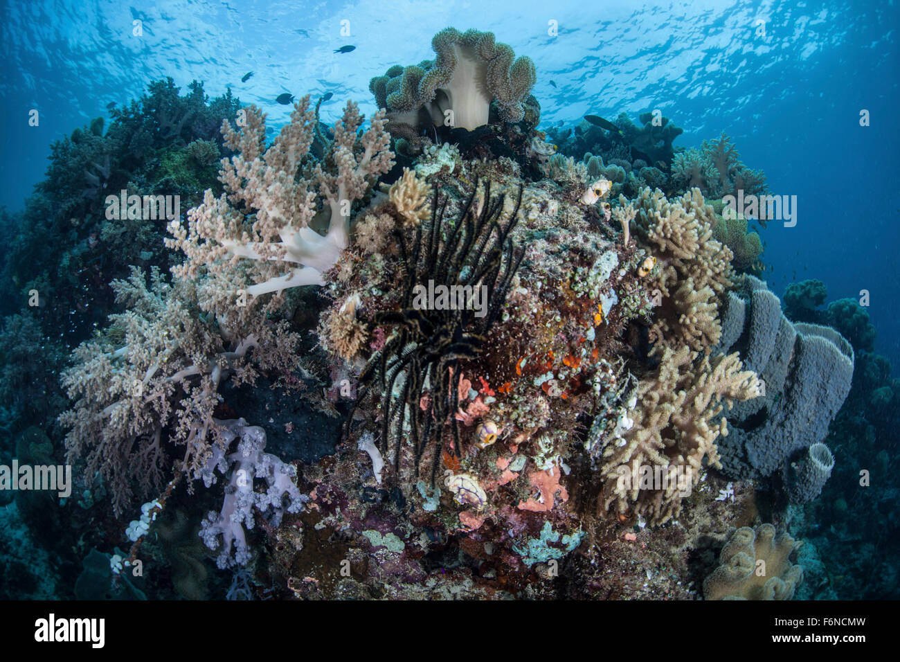 A diverse array of invertebrates cover a healthy reef in Indonesia ...