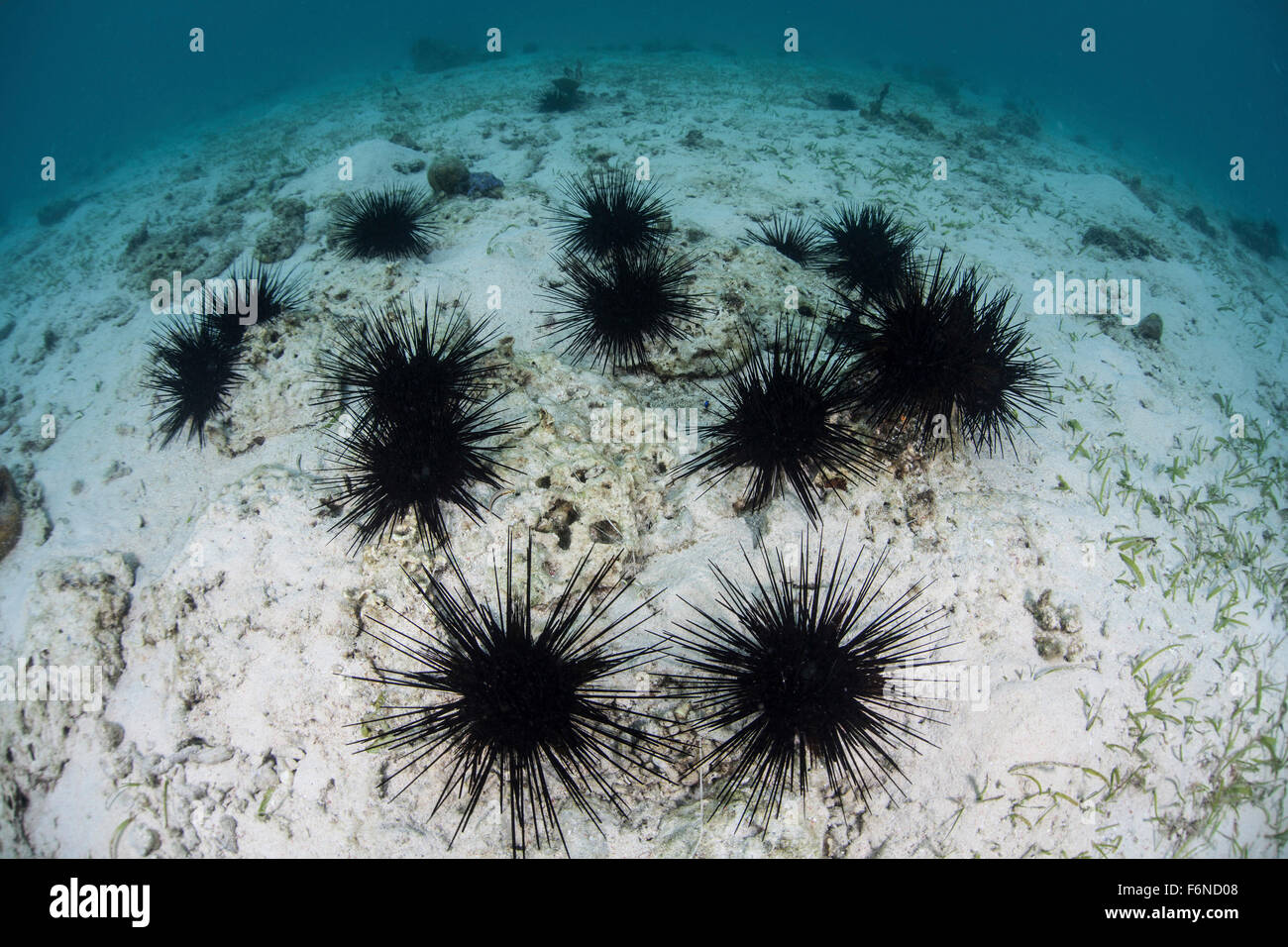 Black spiny sea urchins hi-res stock photography and images - Alamy