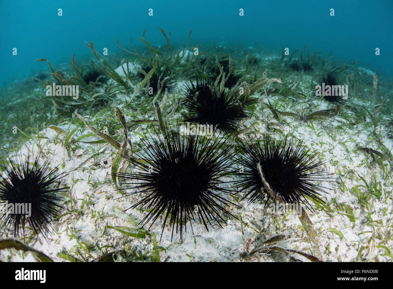 Black spiny urchins (Diadema sp.) graze on algae on a seagrass meadow ...