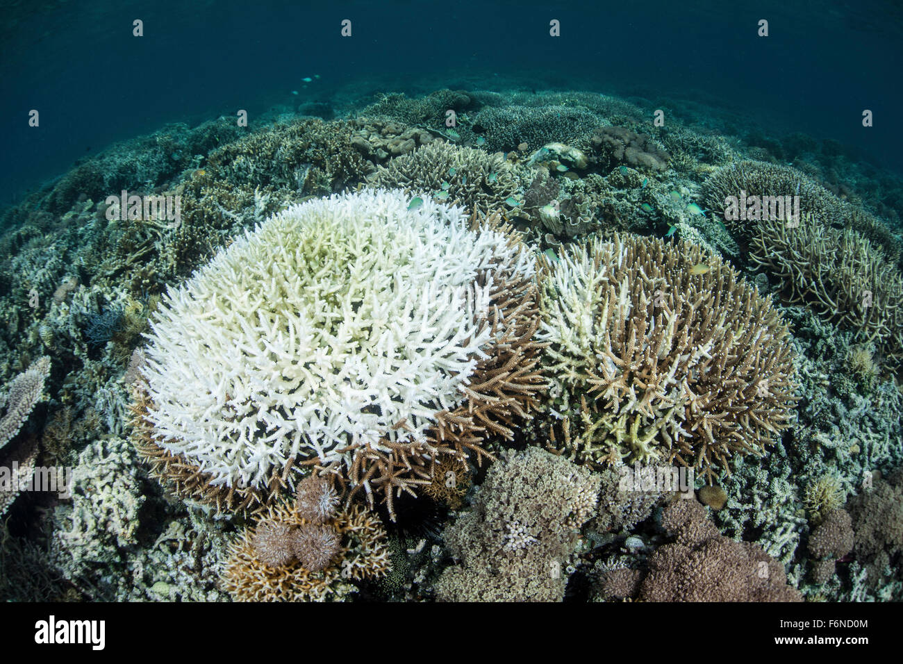 Bleached Coral Reef