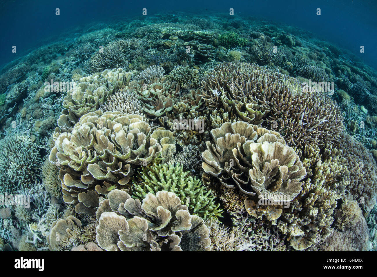 Foliose coral hi-res stock photography and images - Alamy