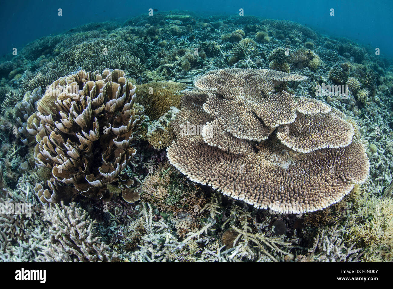 Foliose coral hi-res stock photography and images - Alamy
