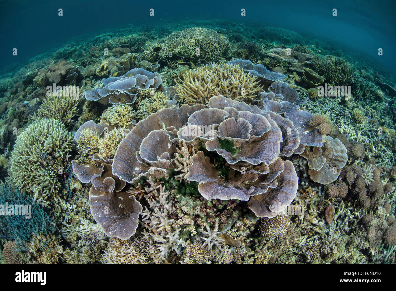 Foliose coral hi-res stock photography and images - Alamy