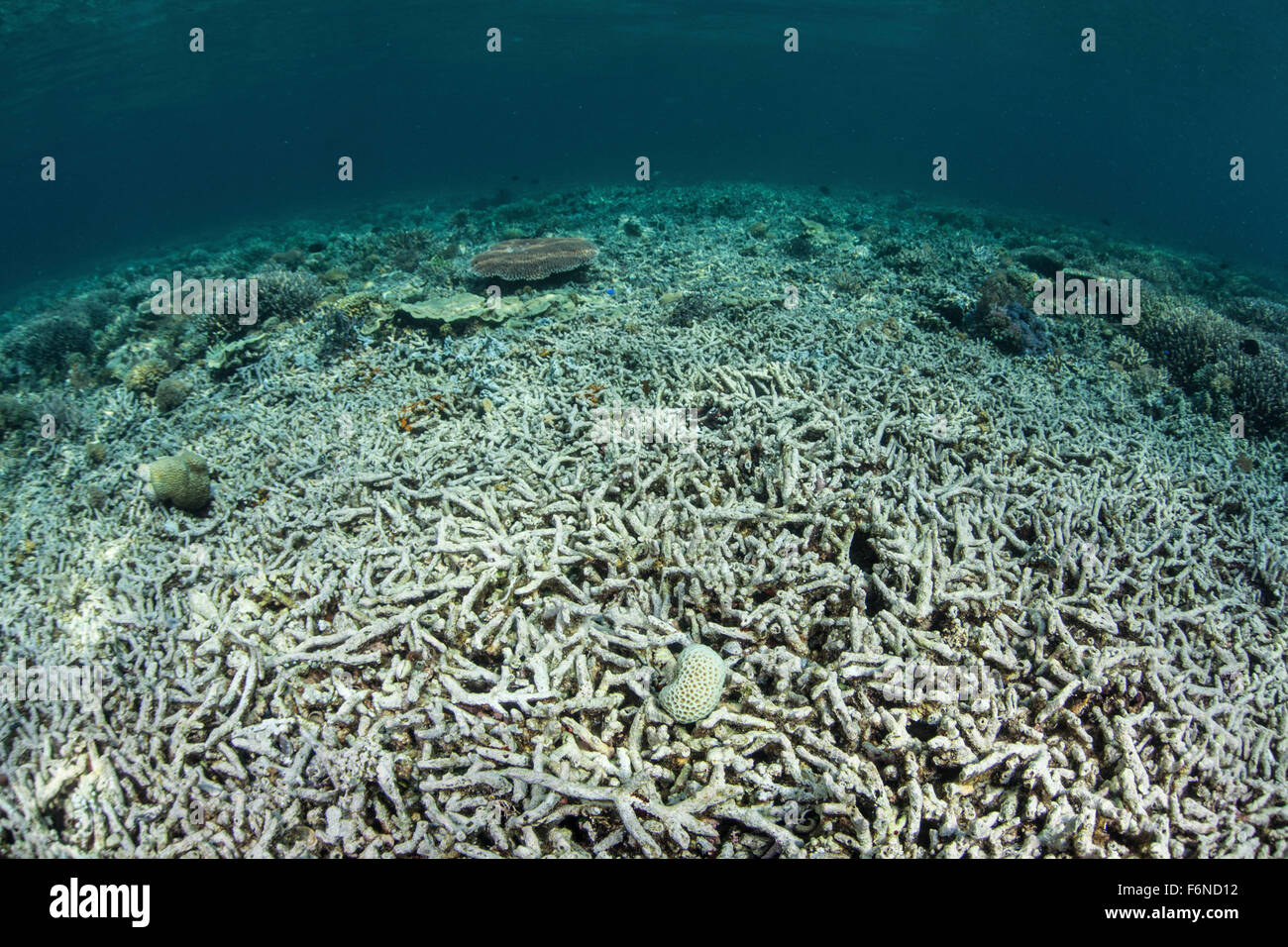 Destroyed Coral Reef