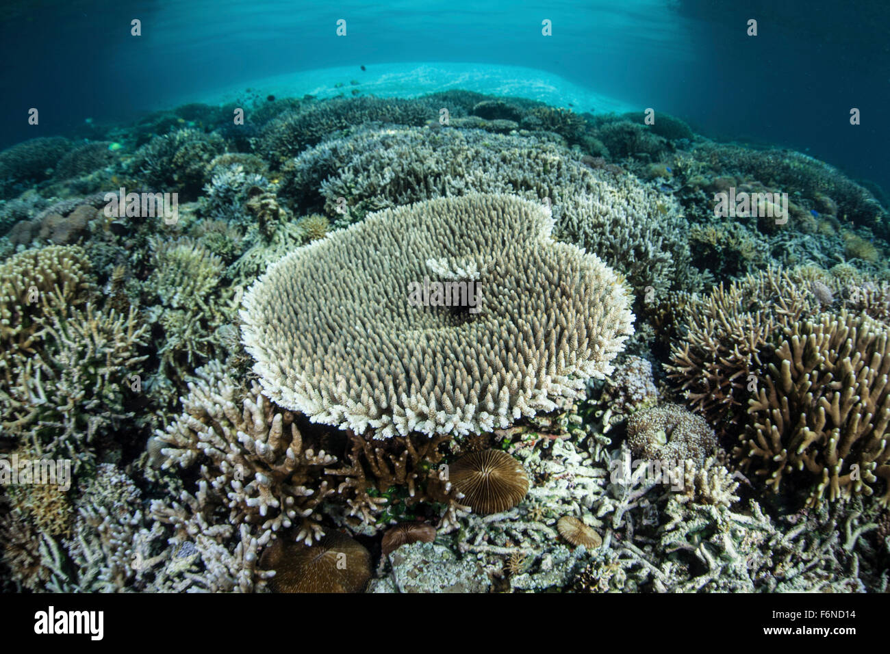 Corals grow on a shallow reef in Indonesia. This beautiful, tropical ...