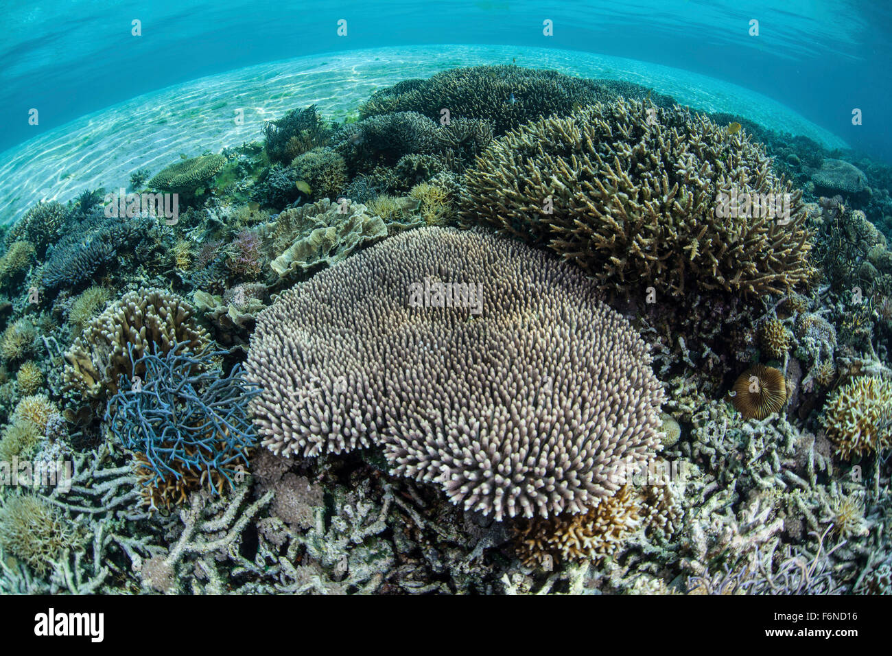 Reef-building corals thrive in shallow water near Alor, Indonesia. This ...