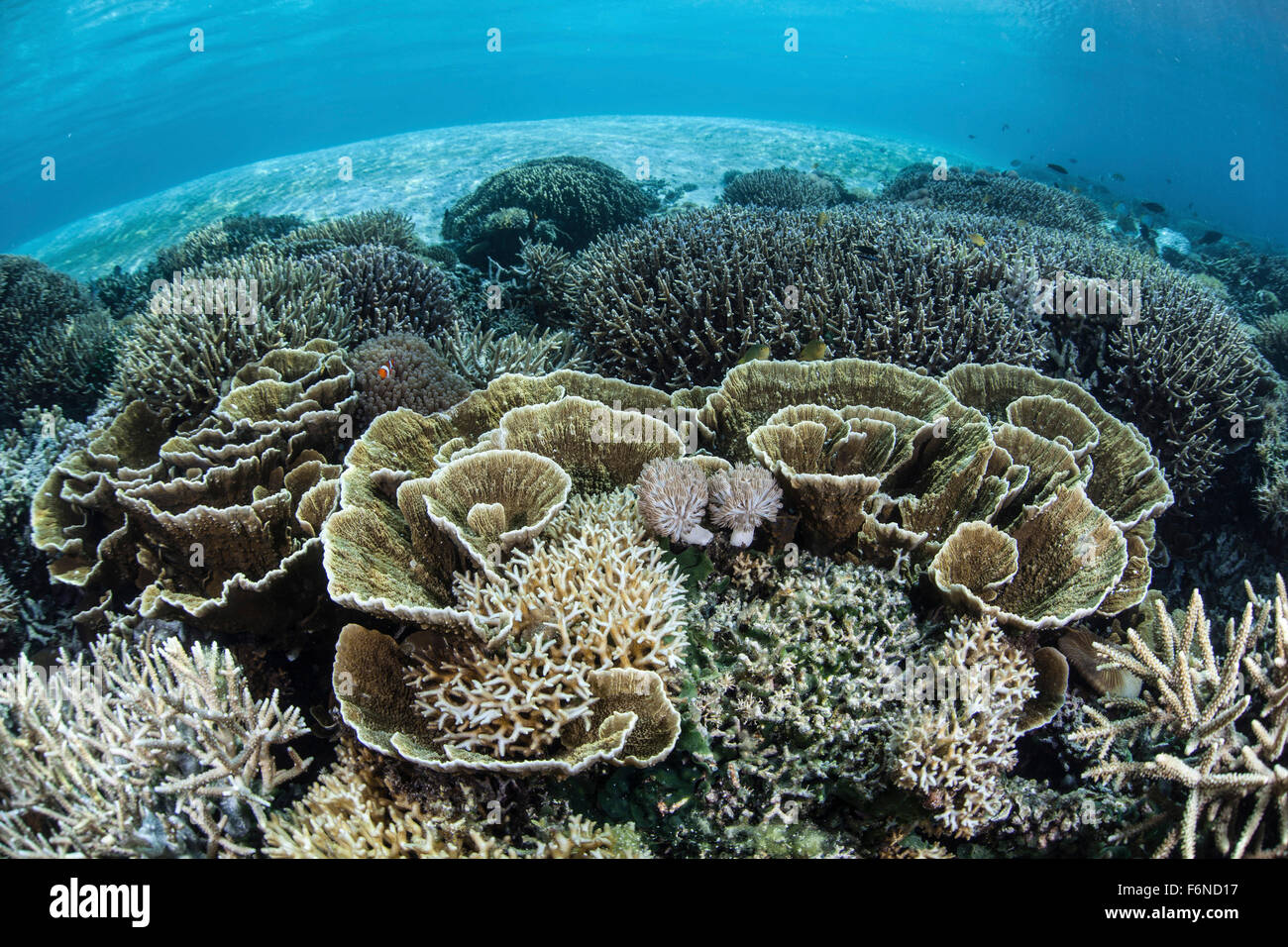Foliose coral hi-res stock photography and images - Alamy