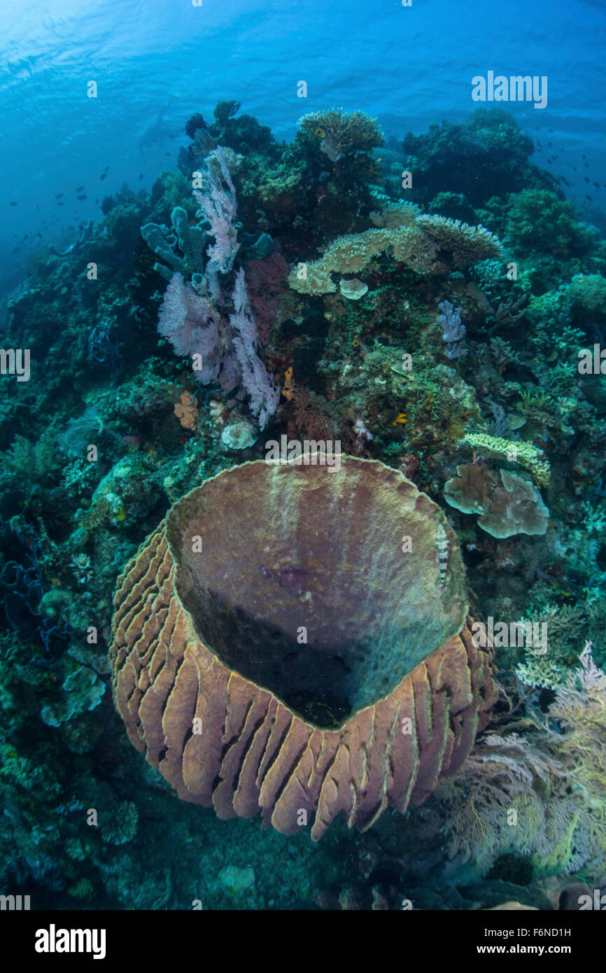 A massive barrel sponge grows on a beautiful reef near Alor, Indonesia ...