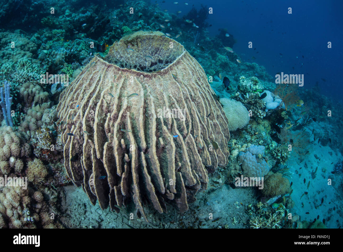 Sponge grows coral reefs hi-res stock photography and images - Alamy