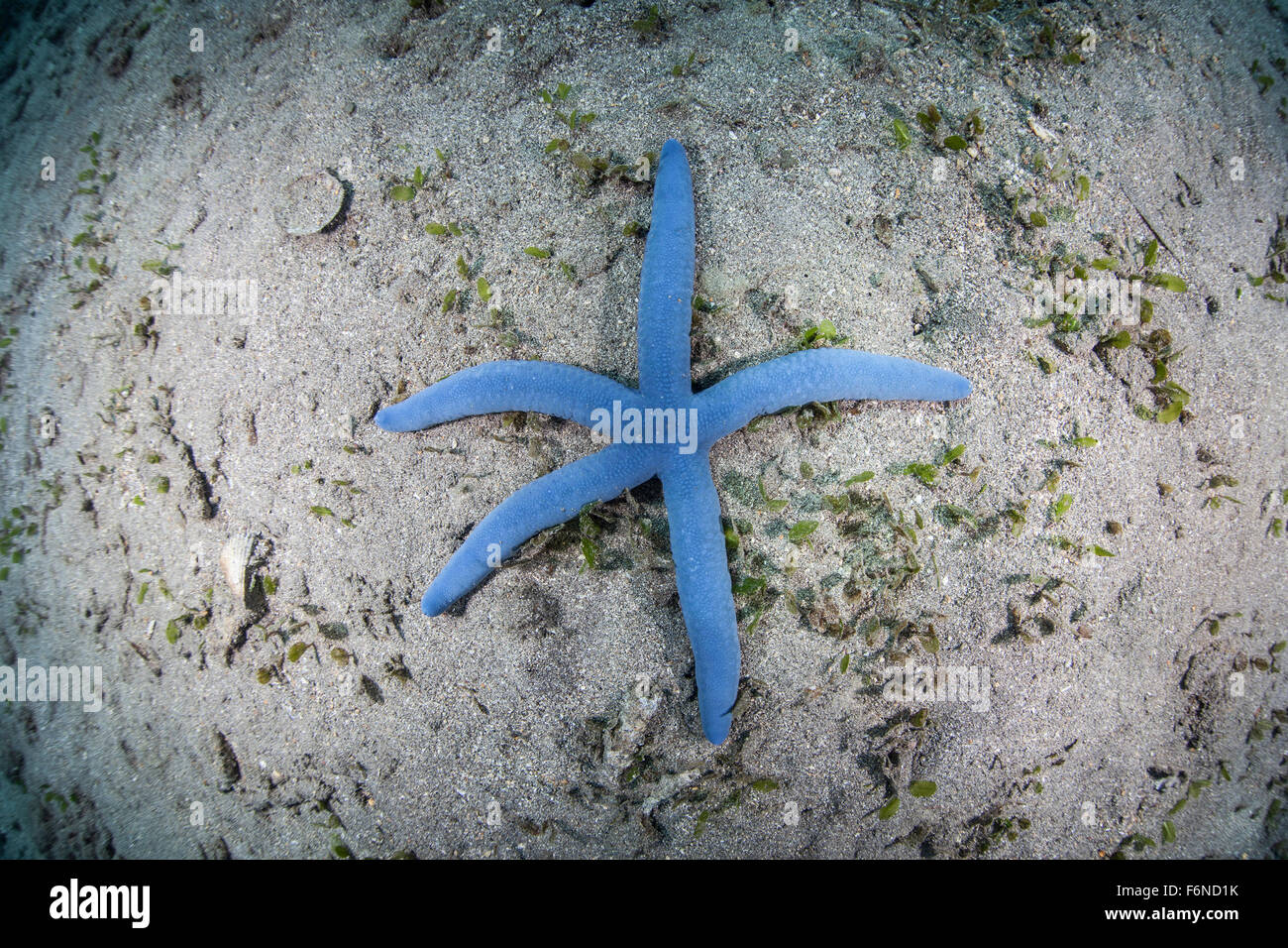 A blue starfish (Linckia laevigata) lays on the sandy seafloor near ...