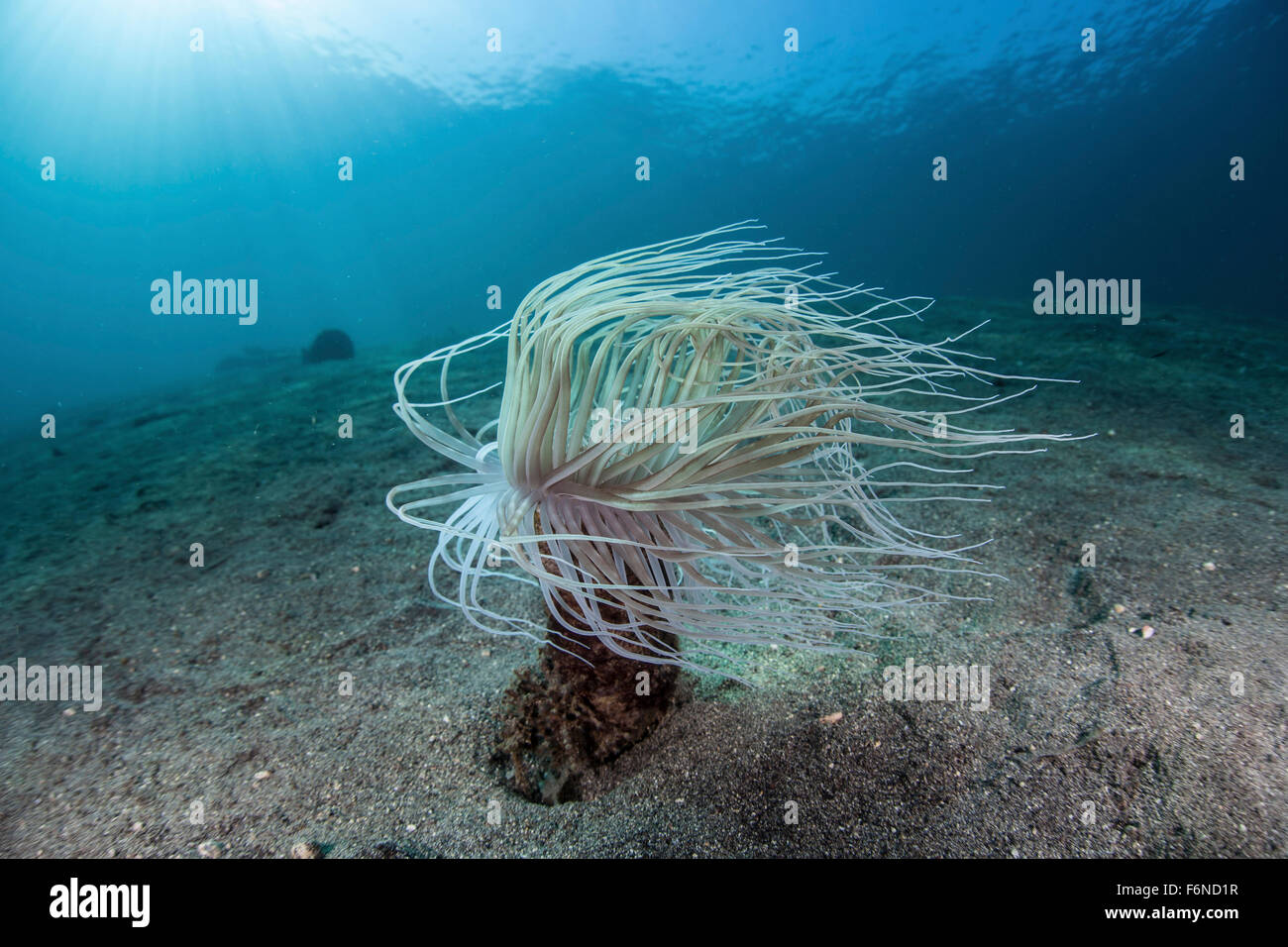 A tube anemone (Cerianthid sp.) feeds on planktonic organisms on a sand ...