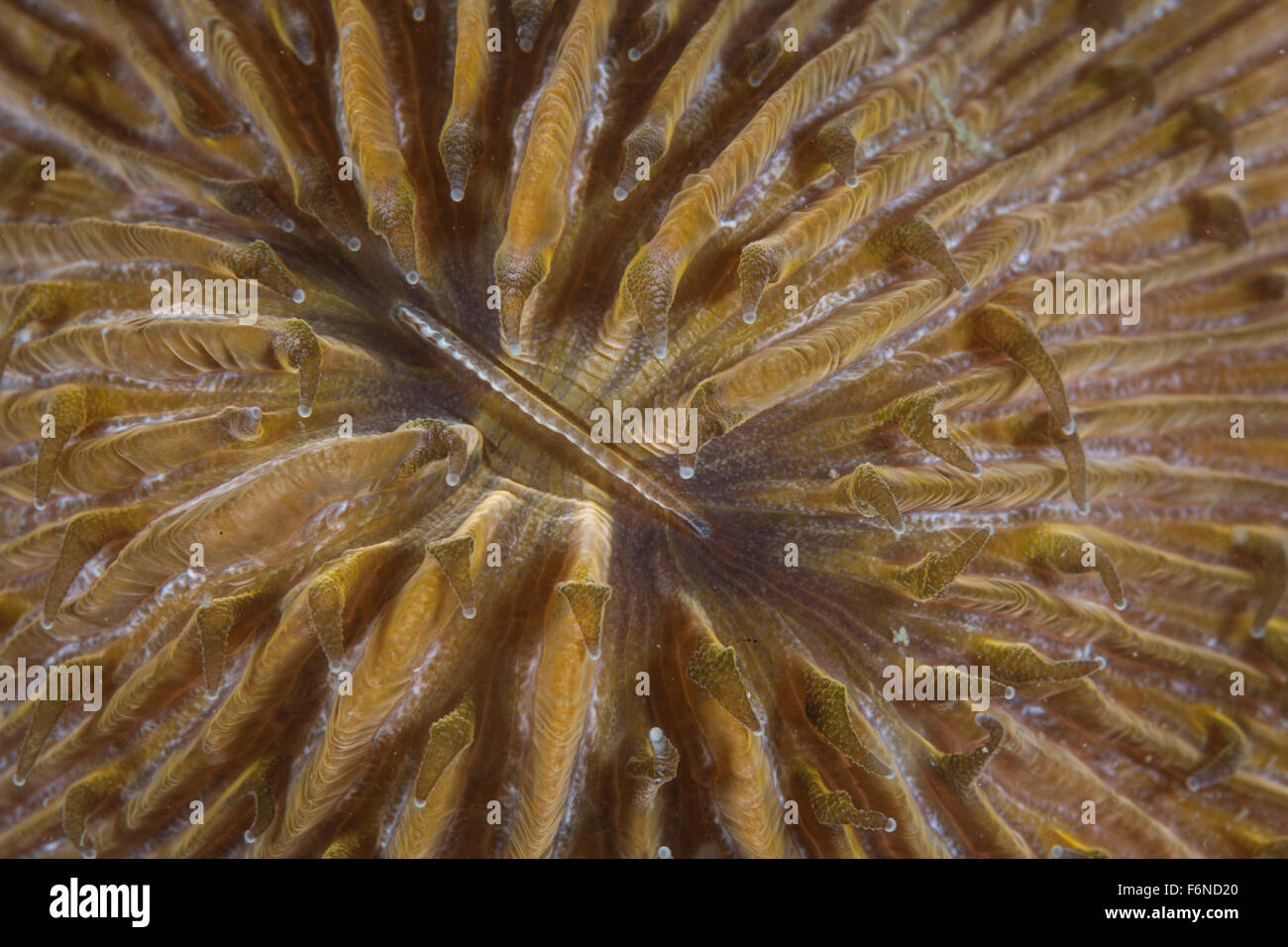 Detail of a mushroom coral (Fungia sp.) on a reef in Indonesia Stock ...