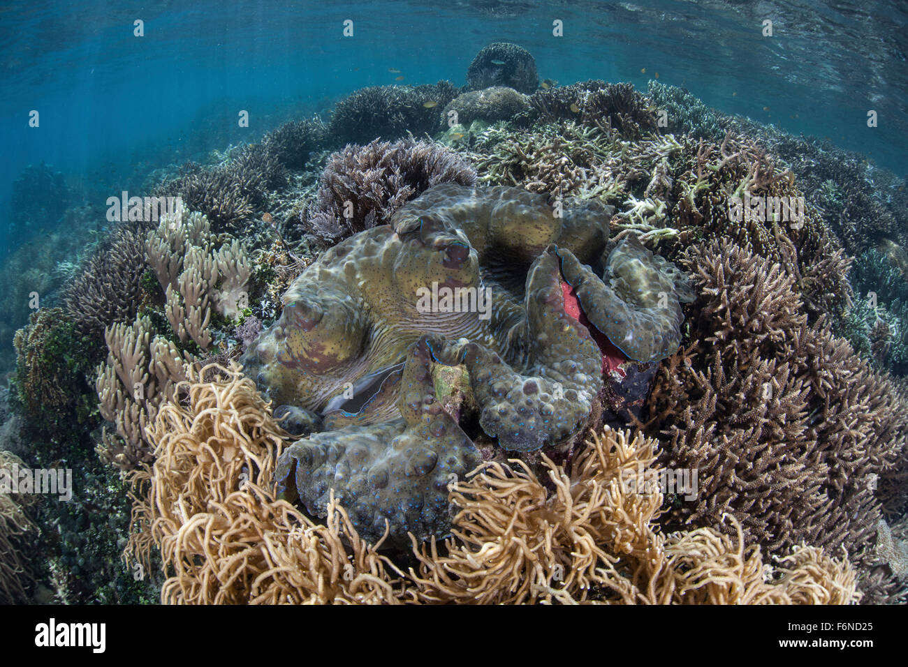 A massive giant clam (Tridacna gigas) grows in shallow water in Raja ...