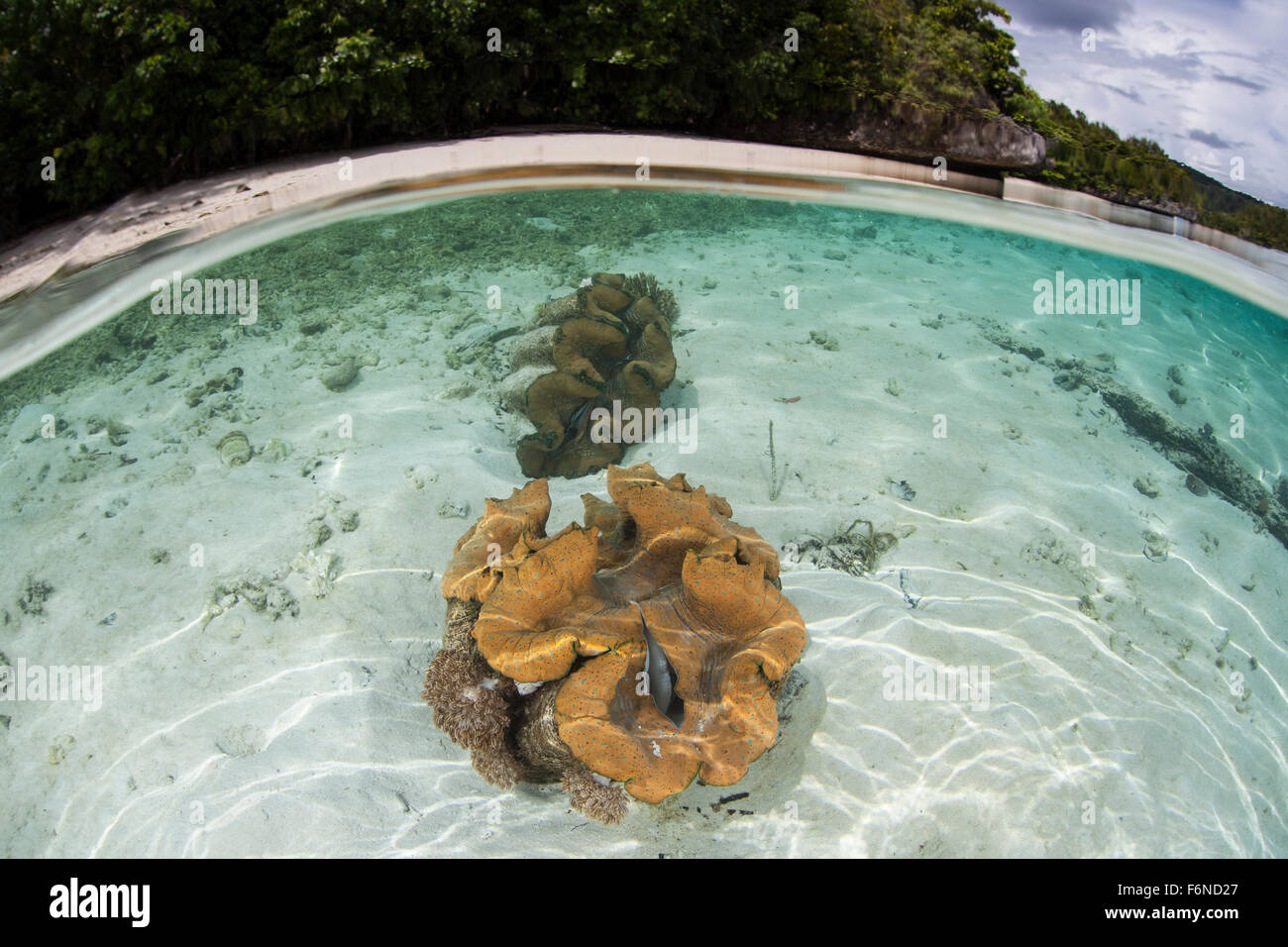 Large giant clam hi-res stock photography and images - Alamy