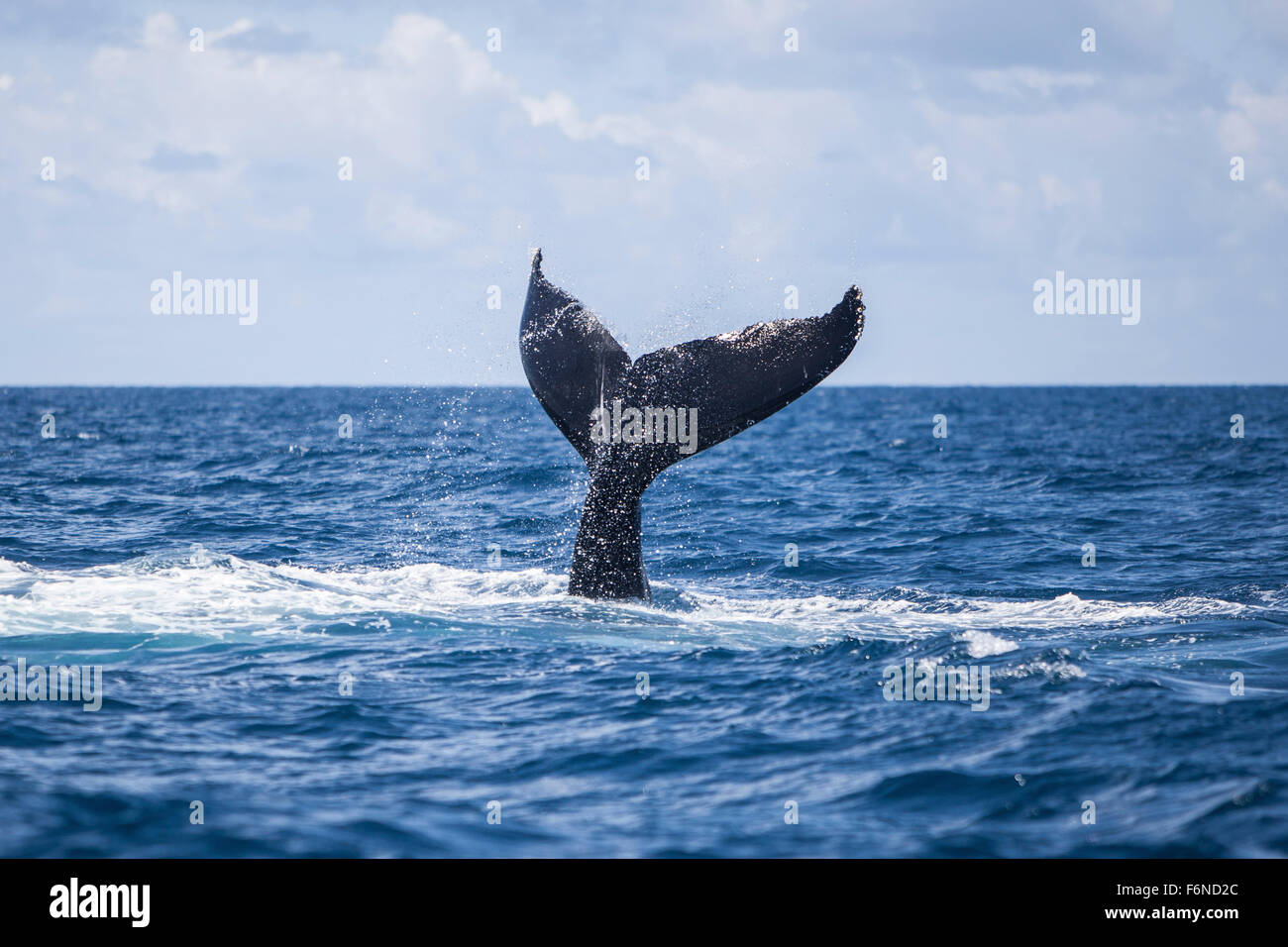 Humpback whale tail splashing hi-res stock photography and images - Alamy