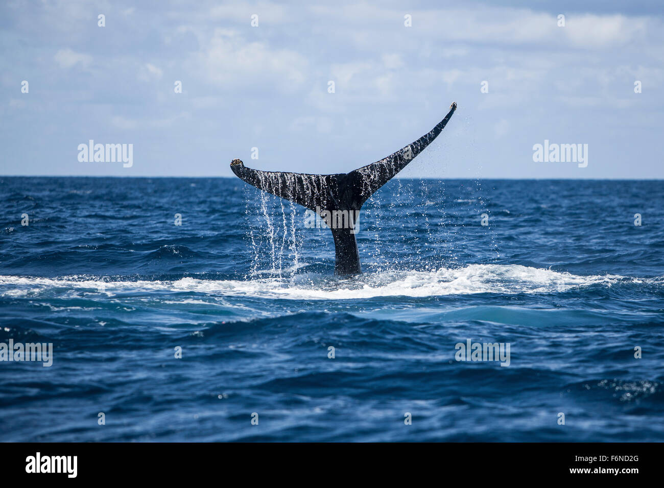 Humpback whale tail splashing hi-res stock photography and images - Alamy