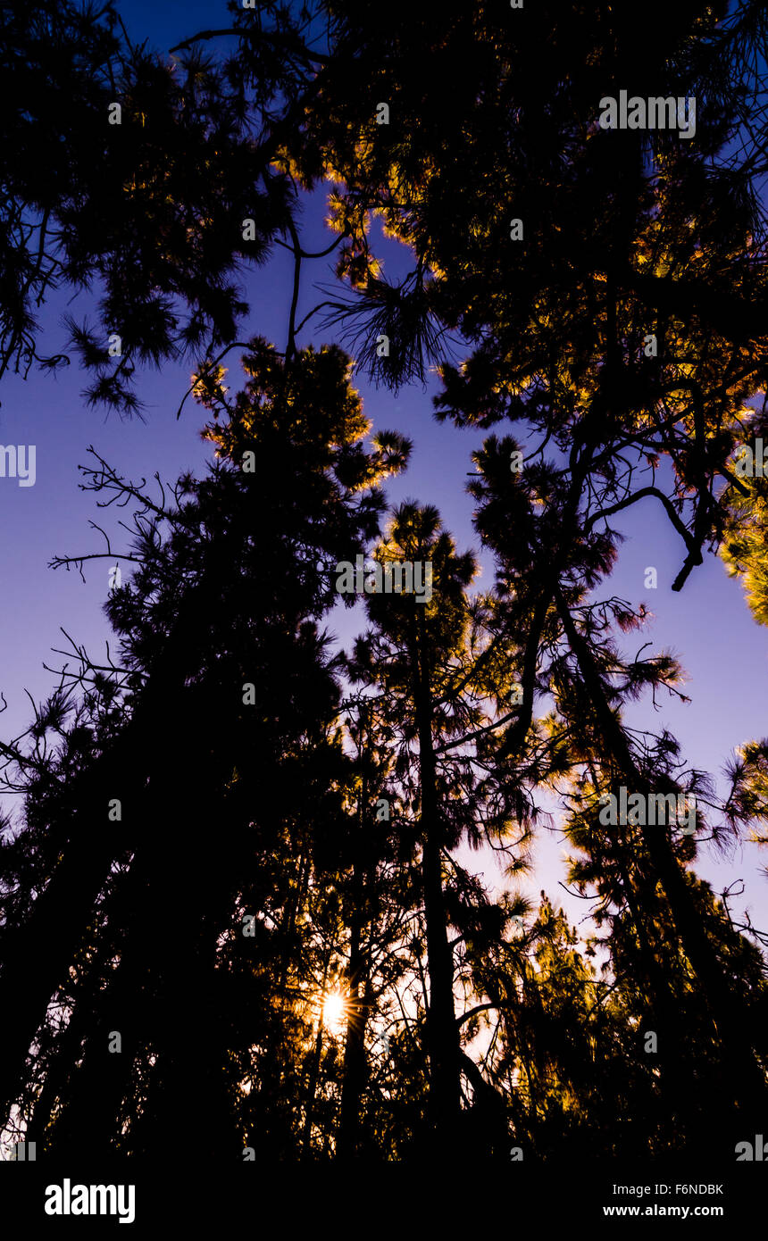 Morning Scene in the Forest Stock Photo - Alamy