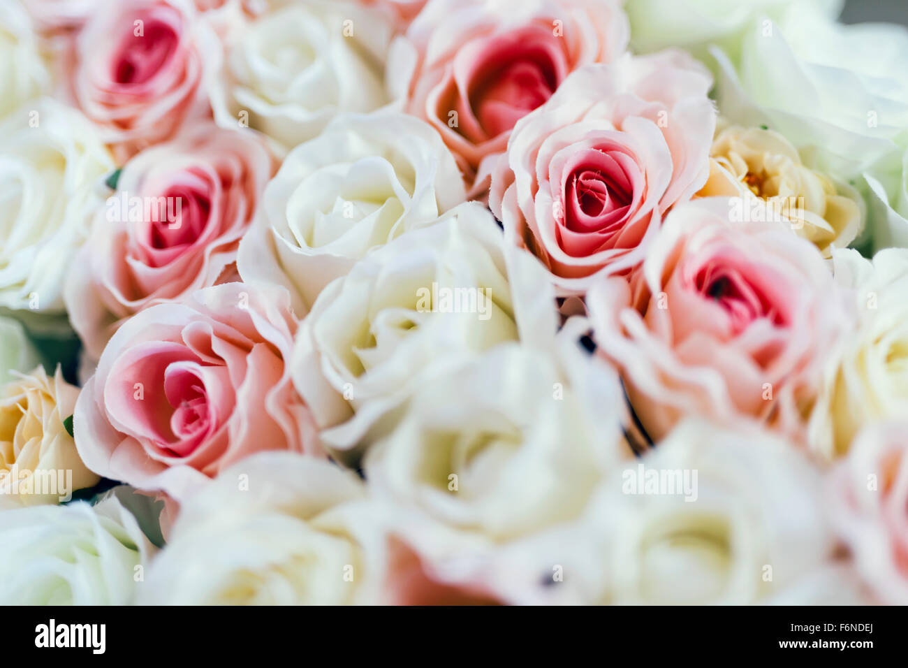 Beau rose hi-res stock photography and images - Alamy