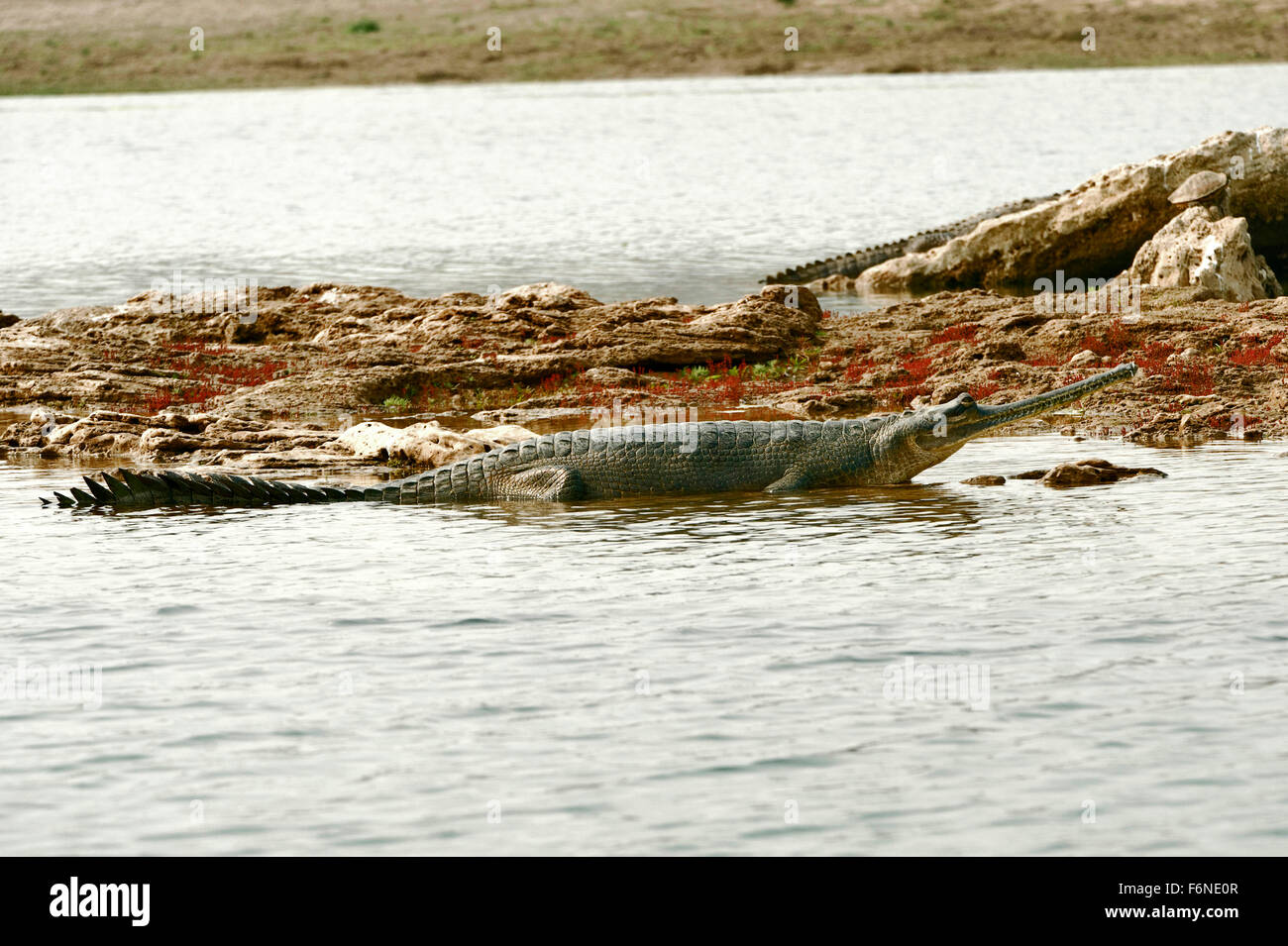 Indian gharial eating fish hi-res stock photography and images - Alamy