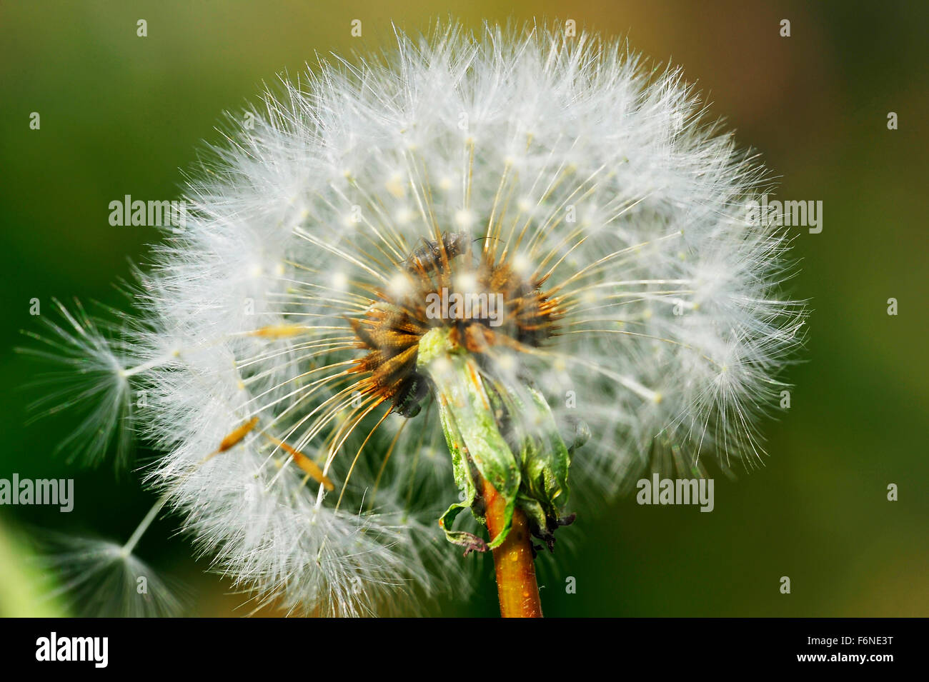 Dandelion flower, himachal pradesh, india, asia Stock Photo - Alamy