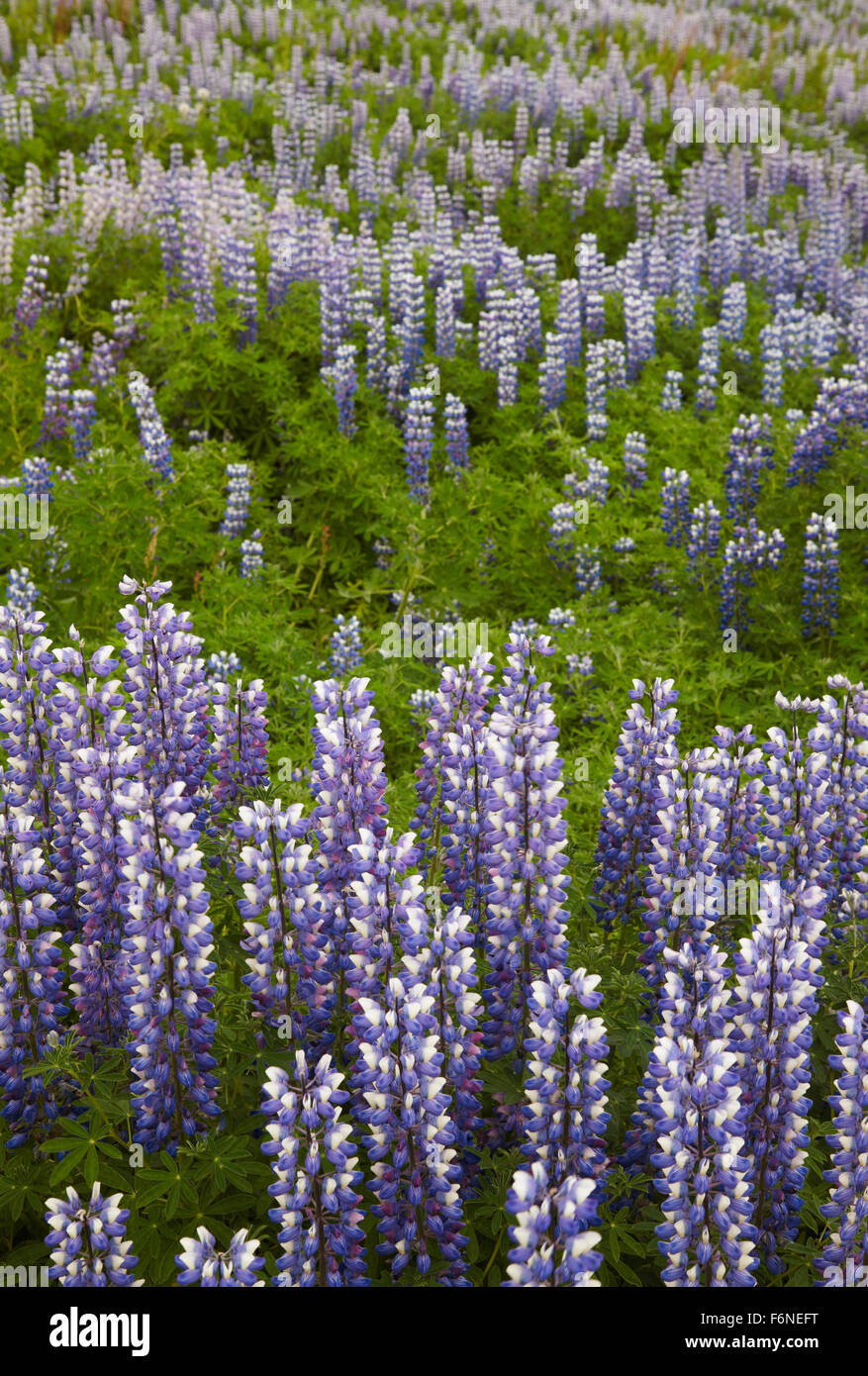 Colorful vegetation of lupine flowers on icelandic landscape Stock ...