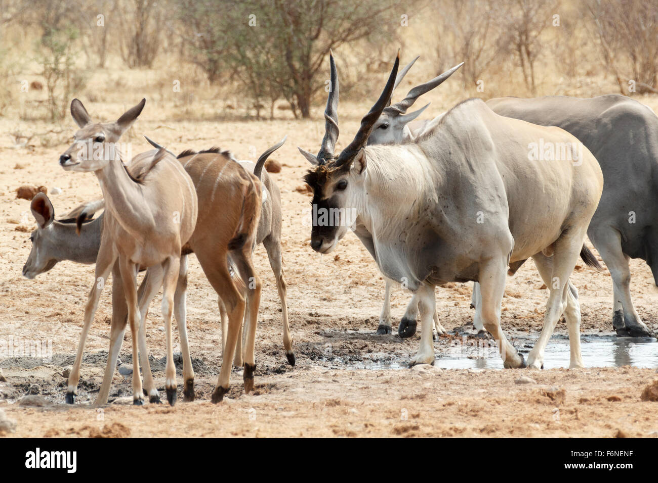 Herd kudu drinking from waterhole hi-res stock photography and images ...