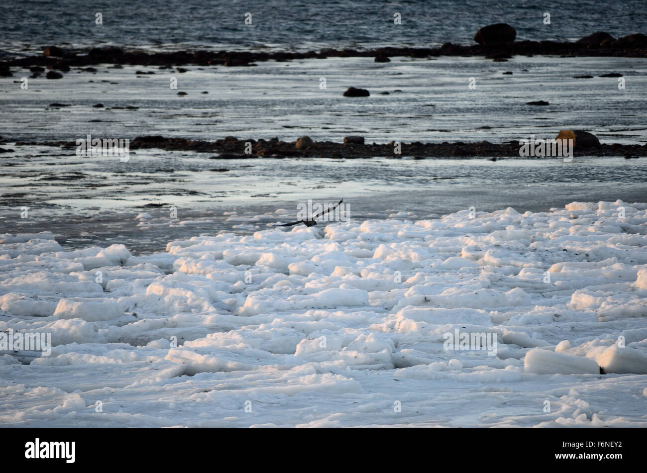 bird landing on frozen and icy sea shore Stock Photo - Alamy
