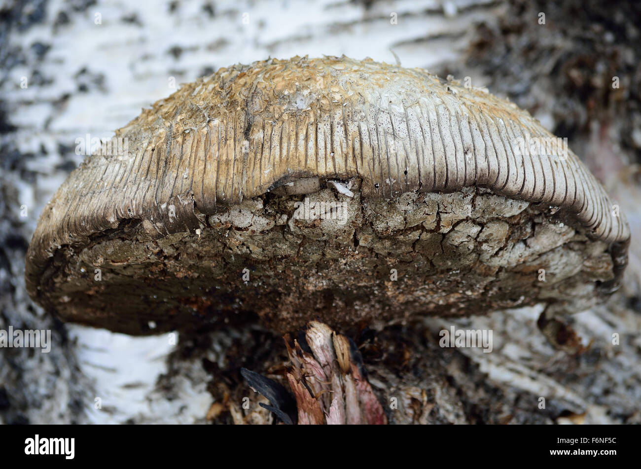 massive fungus on old birch tree Stock Photo - Alamy