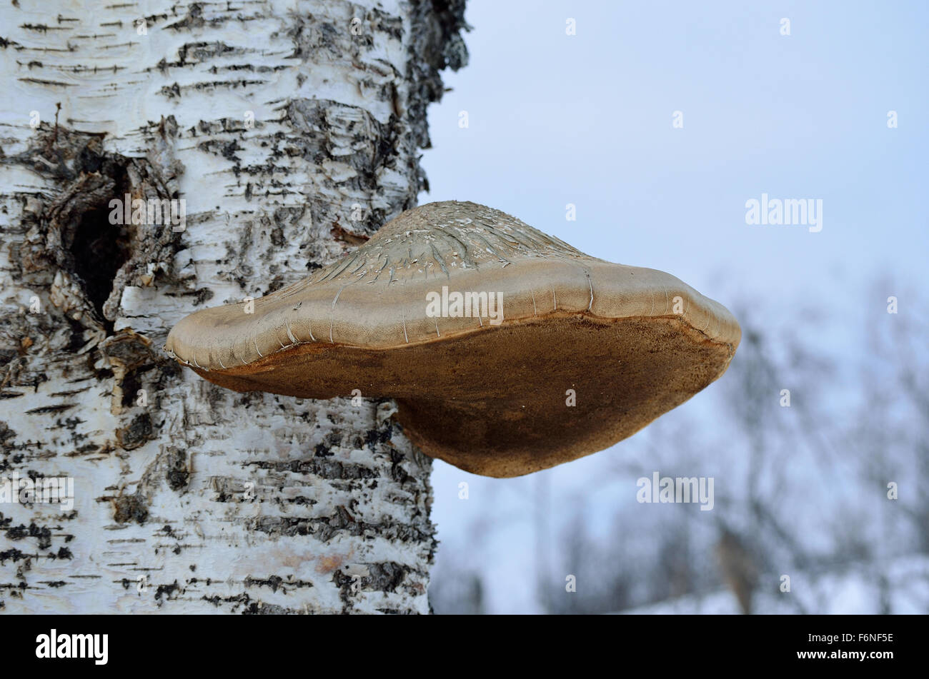 massive fungus on old birch tree Stock Photo - Alamy