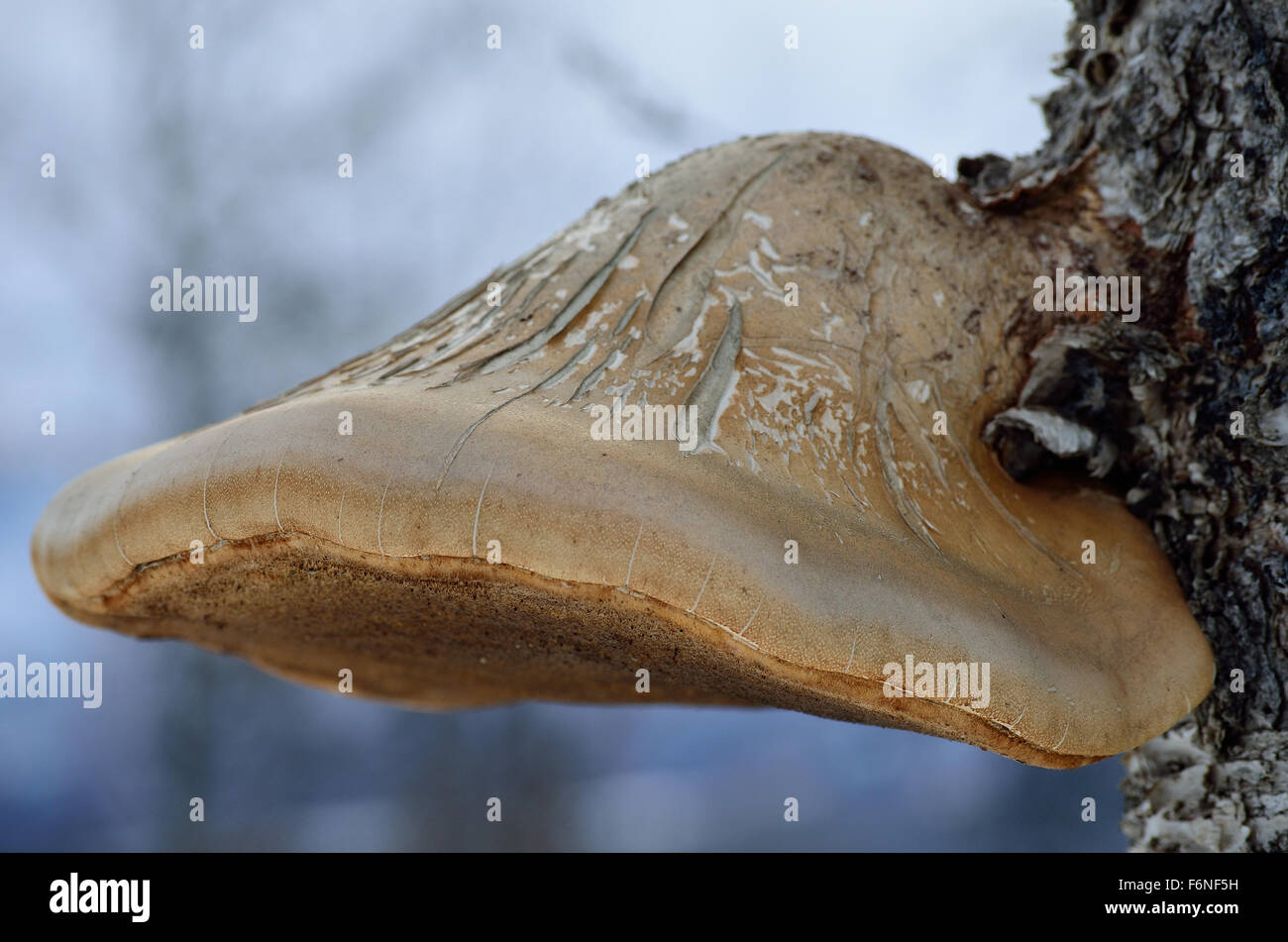 massive fungus on old birch tree Stock Photo - Alamy