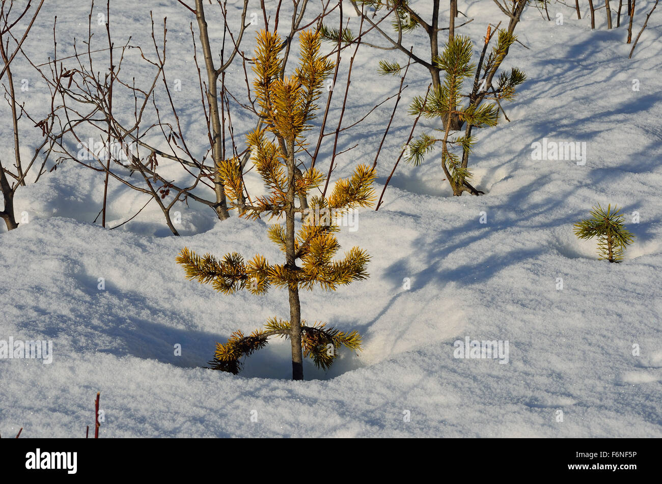small young pine trees in snow Stock Photo - Alamy