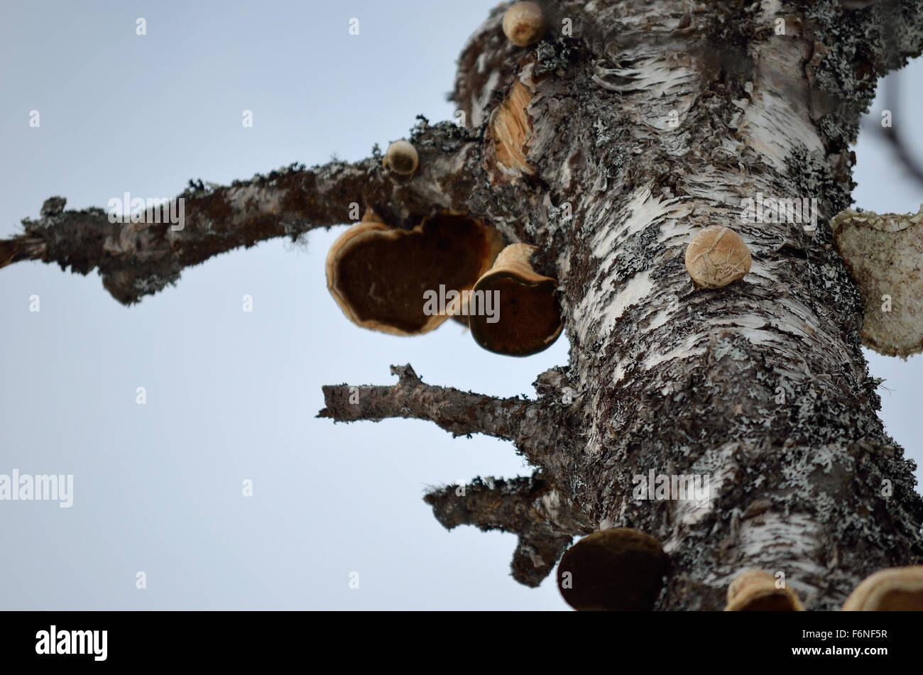 old birch tree with fungus Stock Photo - Alamy