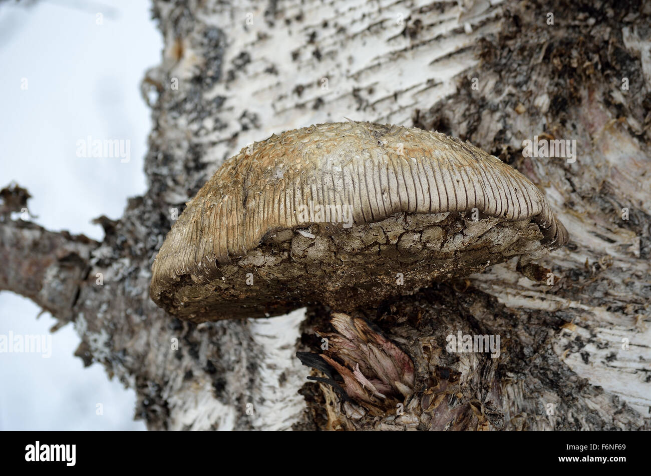 mountain birch tree with alot of fungus growing on it Stock Photo - Alamy
