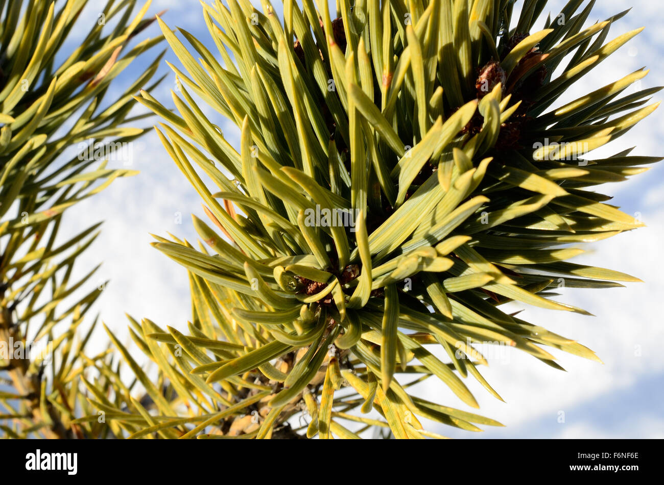 beautiful vibrant green pine tree with lush needles in snowy march ...