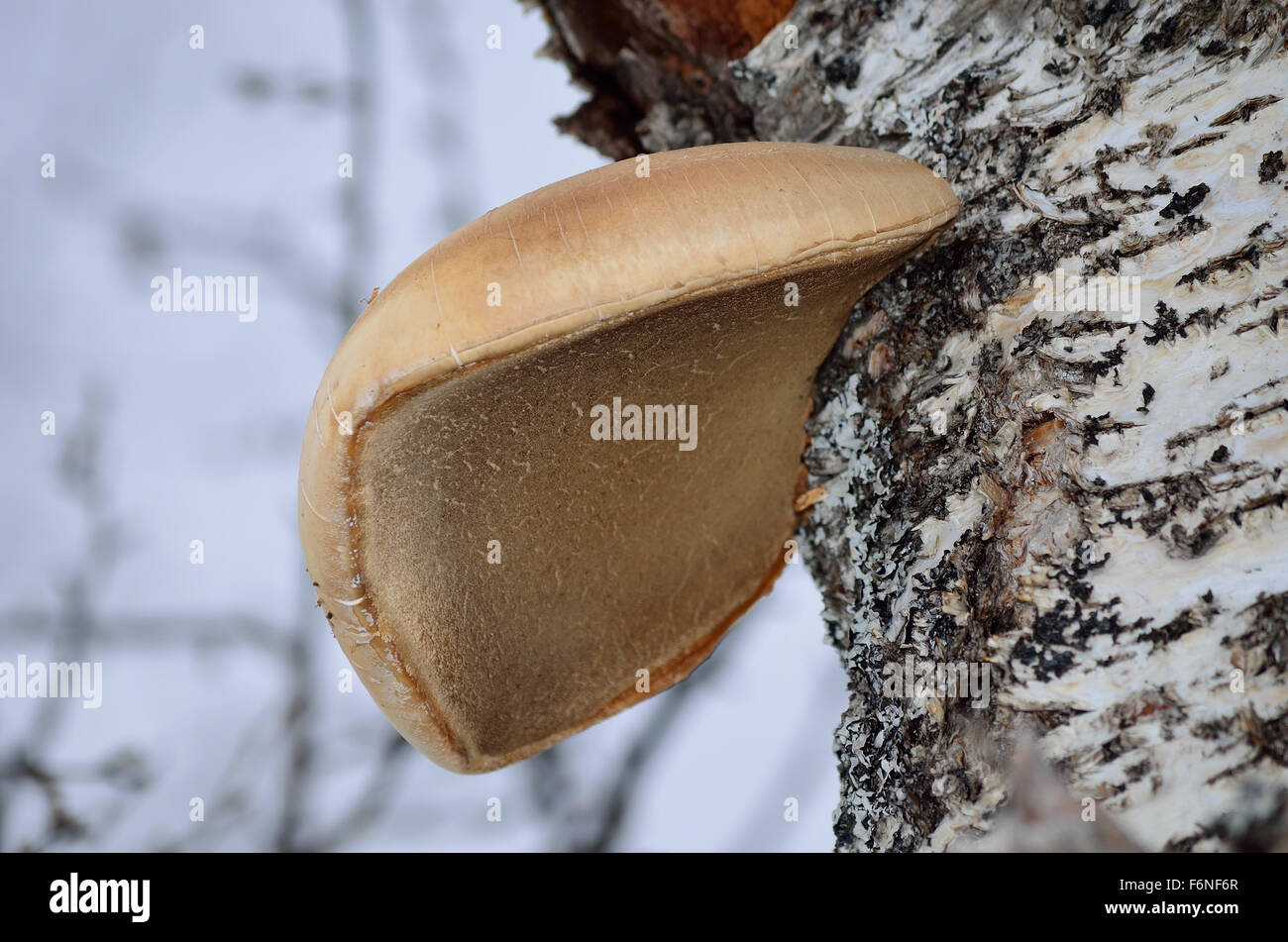 massive fungus on old birch tree Stock Photo - Alamy