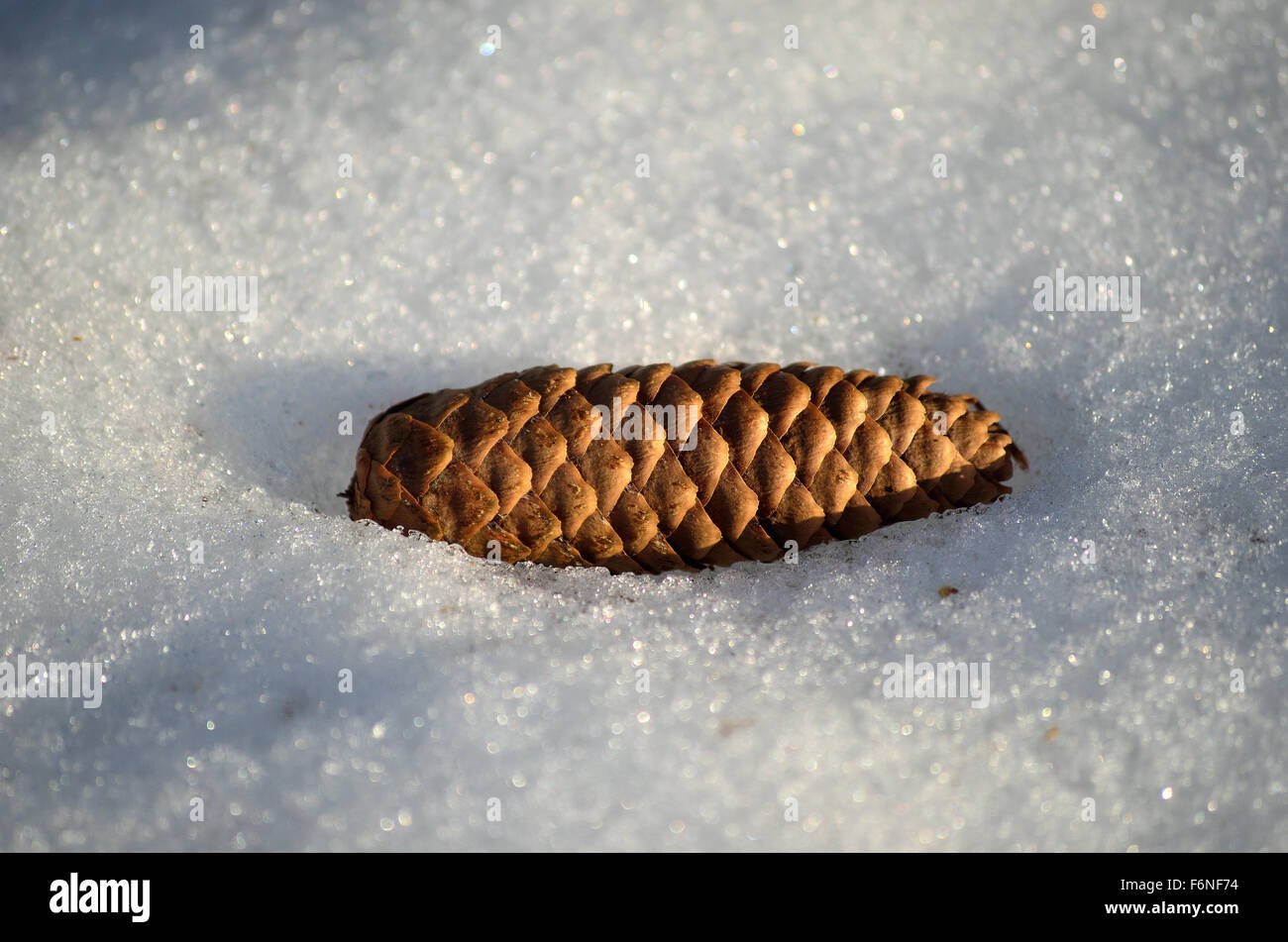 spruce tree cone in new snow macro photo Stock Photo - Alamy