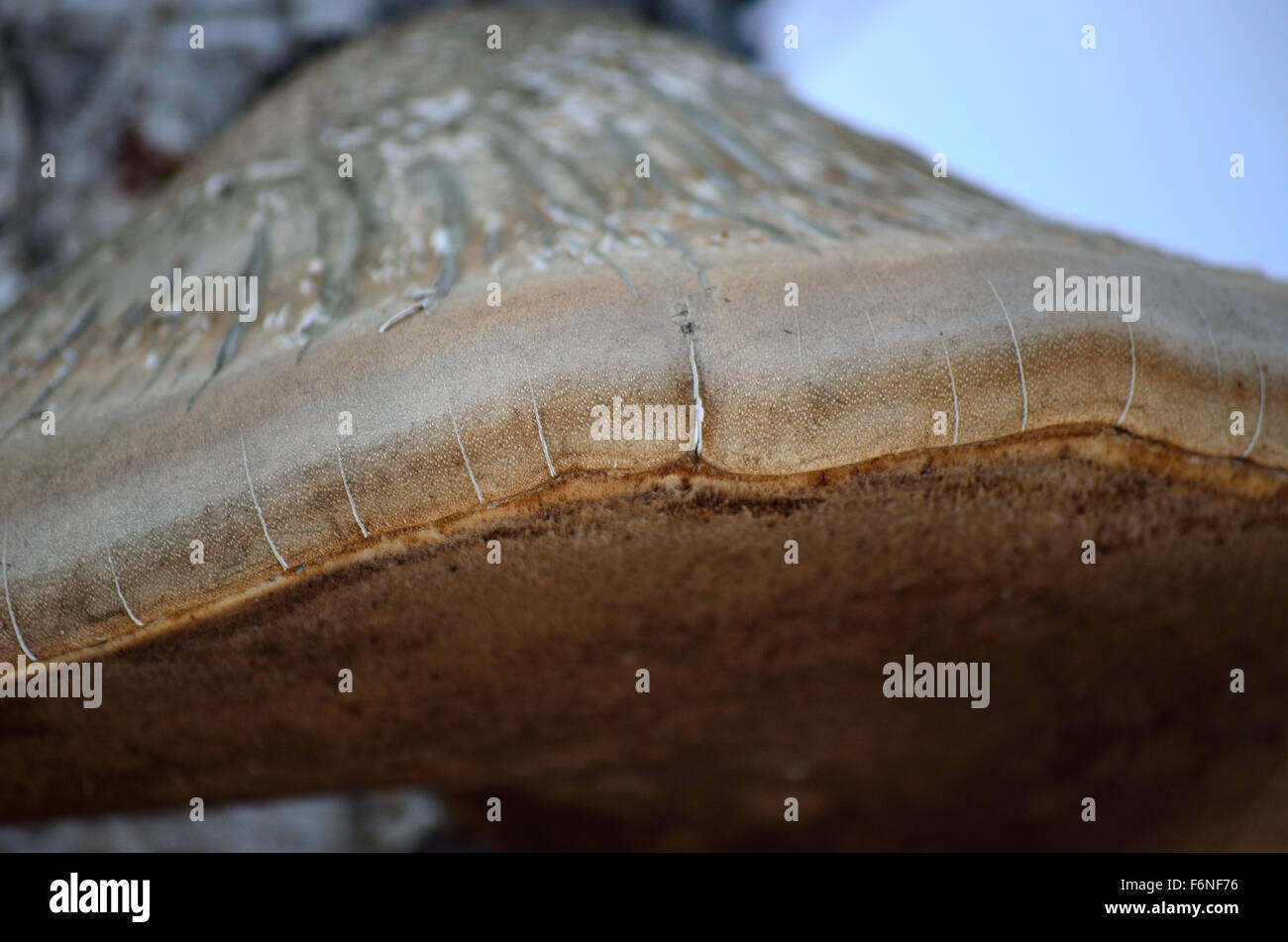 massive fungus on old birch tree Stock Photo - Alamy