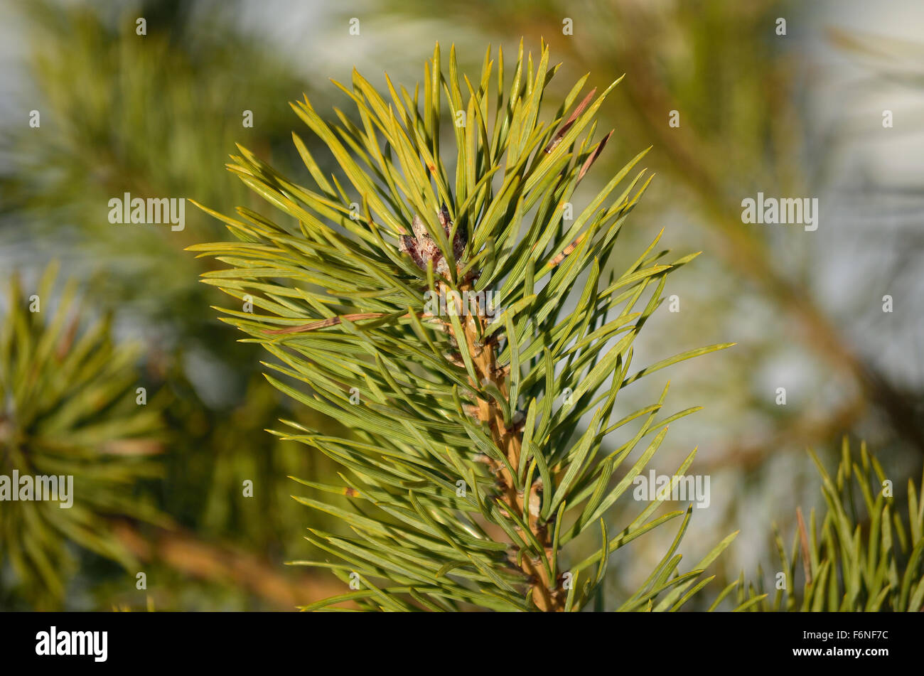 Vibrant green pine tree branch hi-res stock photography and images - Alamy