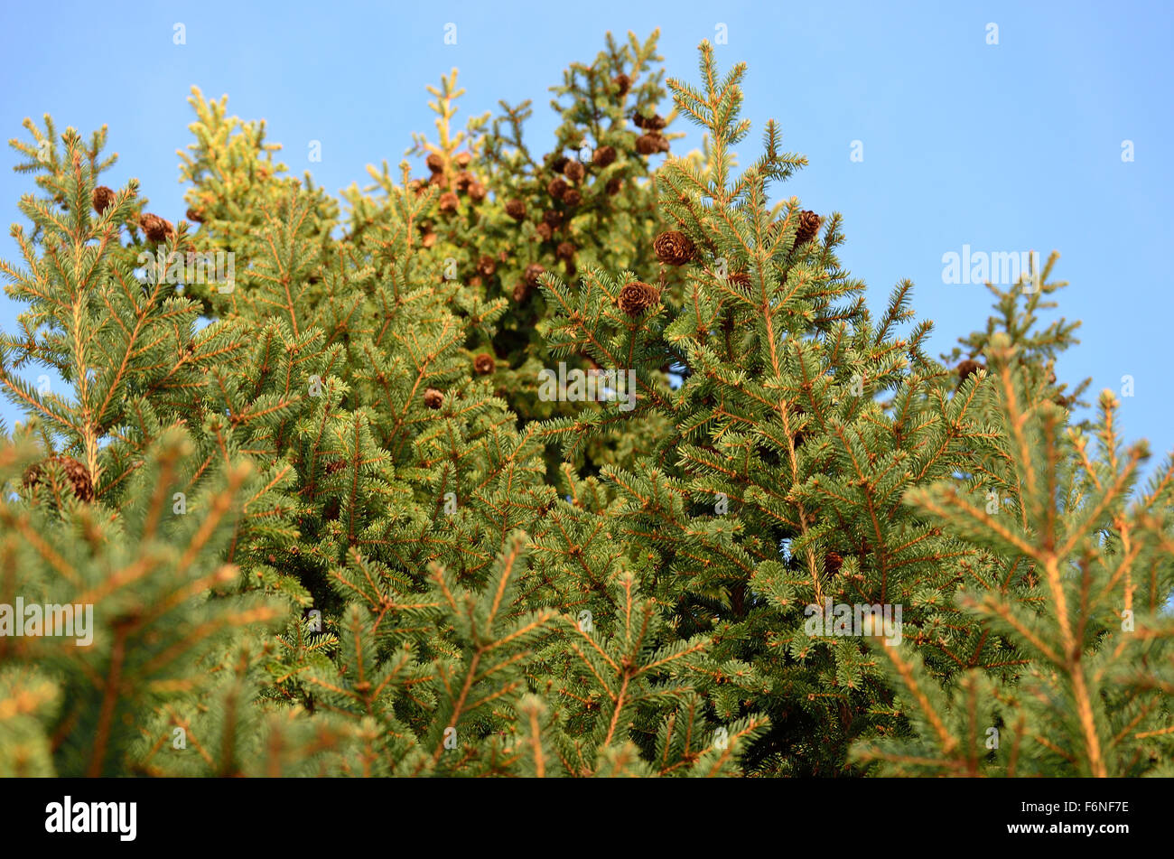 tall green spruce tree in sunshine with alot of brown cones Stock Photo ...