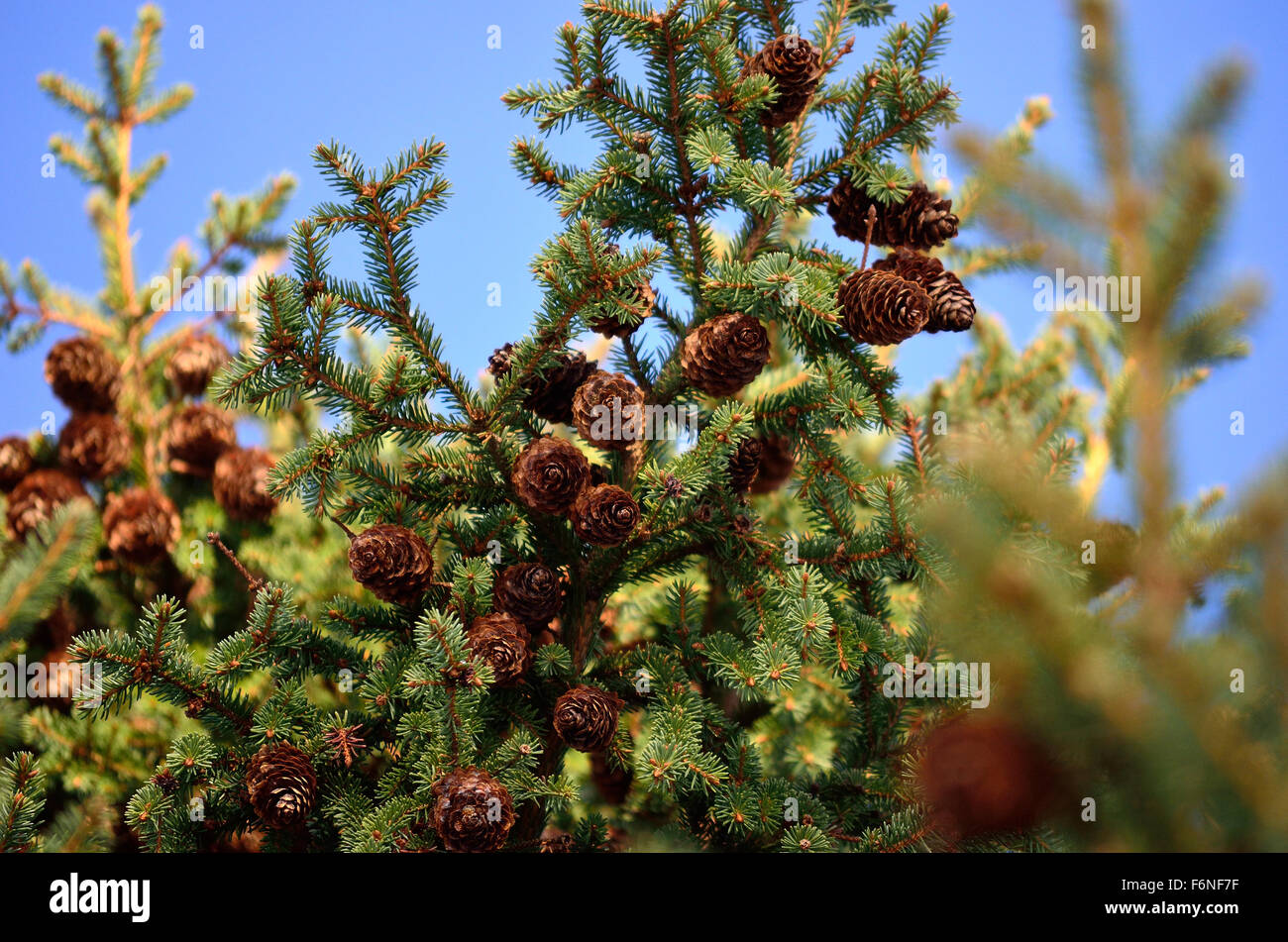tall green spruce tree in sunshine with alot of brown cones Stock Photo ...