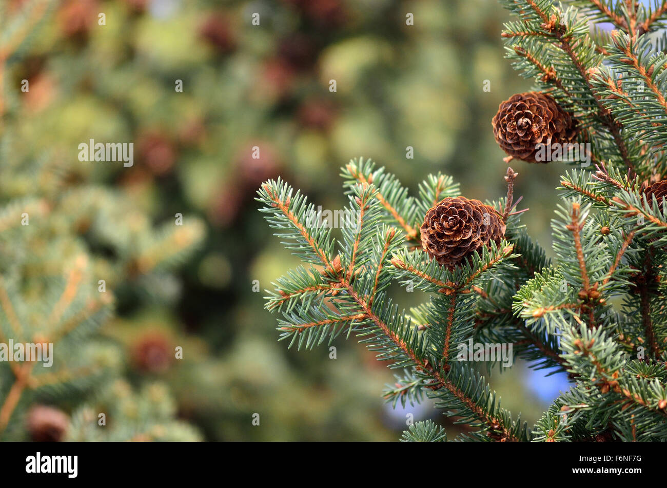 tall green spruce tree in sunshine with alot of brown cones Stock Photo ...