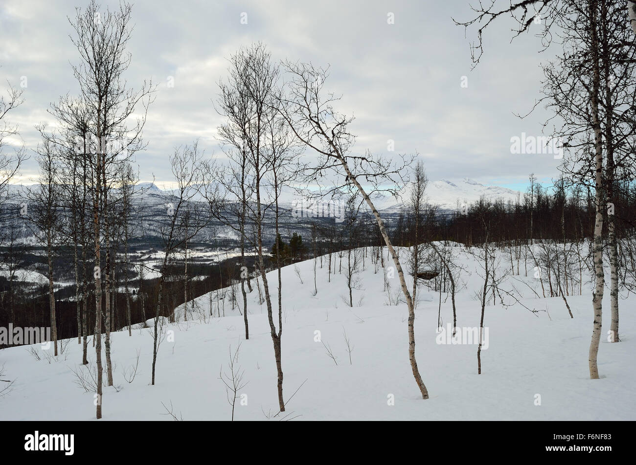 mountain birch trees in winter snow with valley and mountain background ...