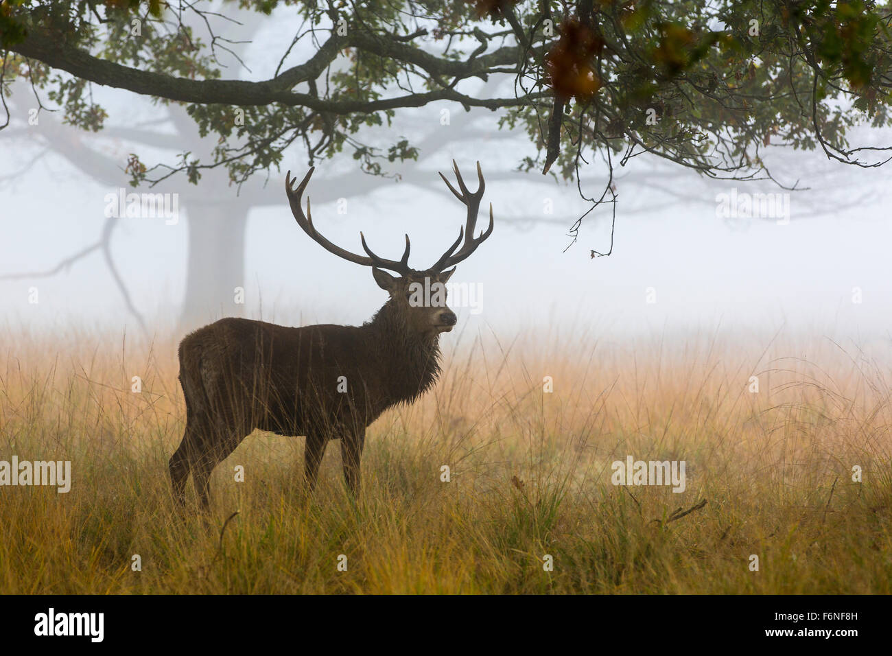 Red stag in mist hi-res stock photography and images - Alamy