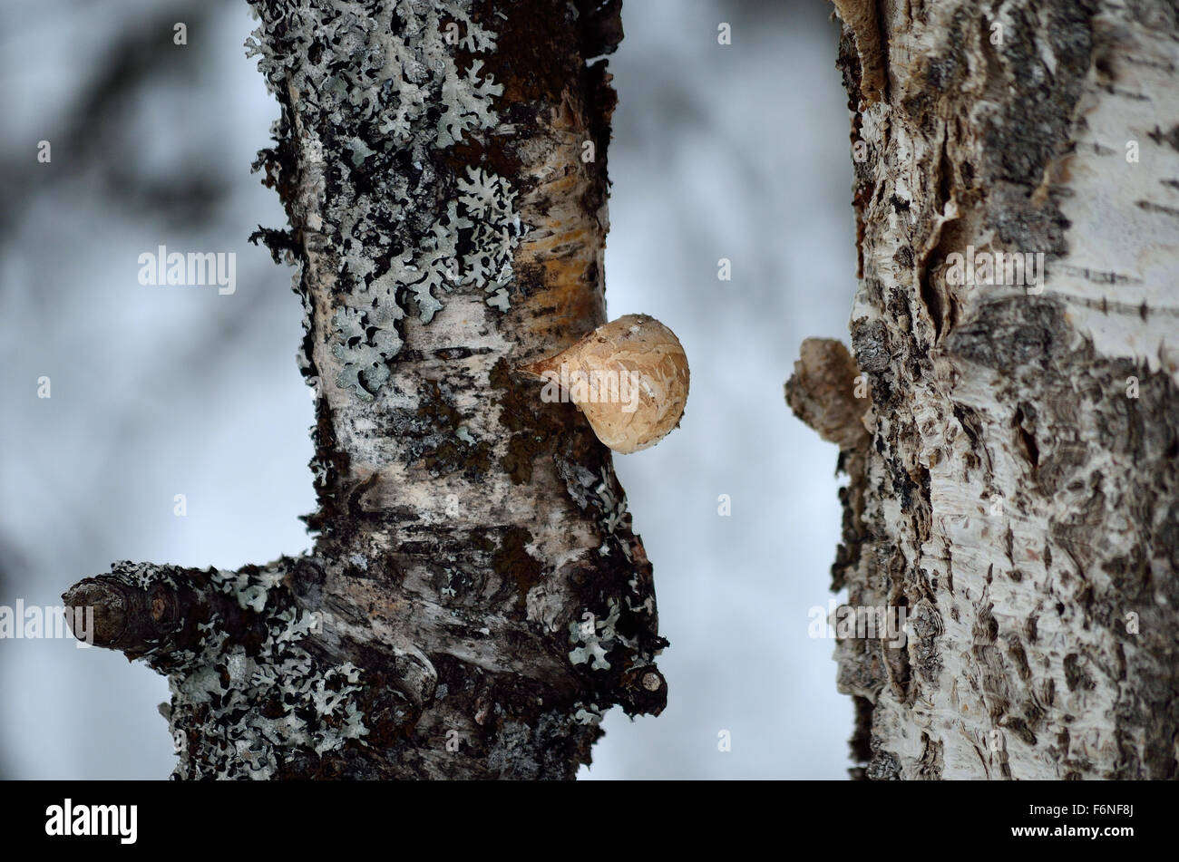 Lichens growing on bark birch hi-res stock photography and images - Alamy
